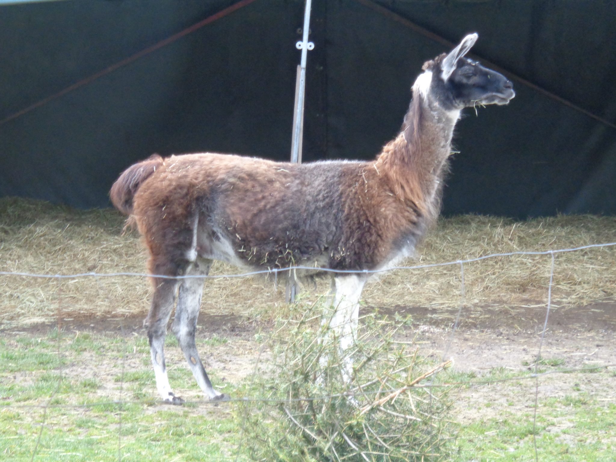 Lama1 | Sauerländischer Gebirgsverein Essen e.V.